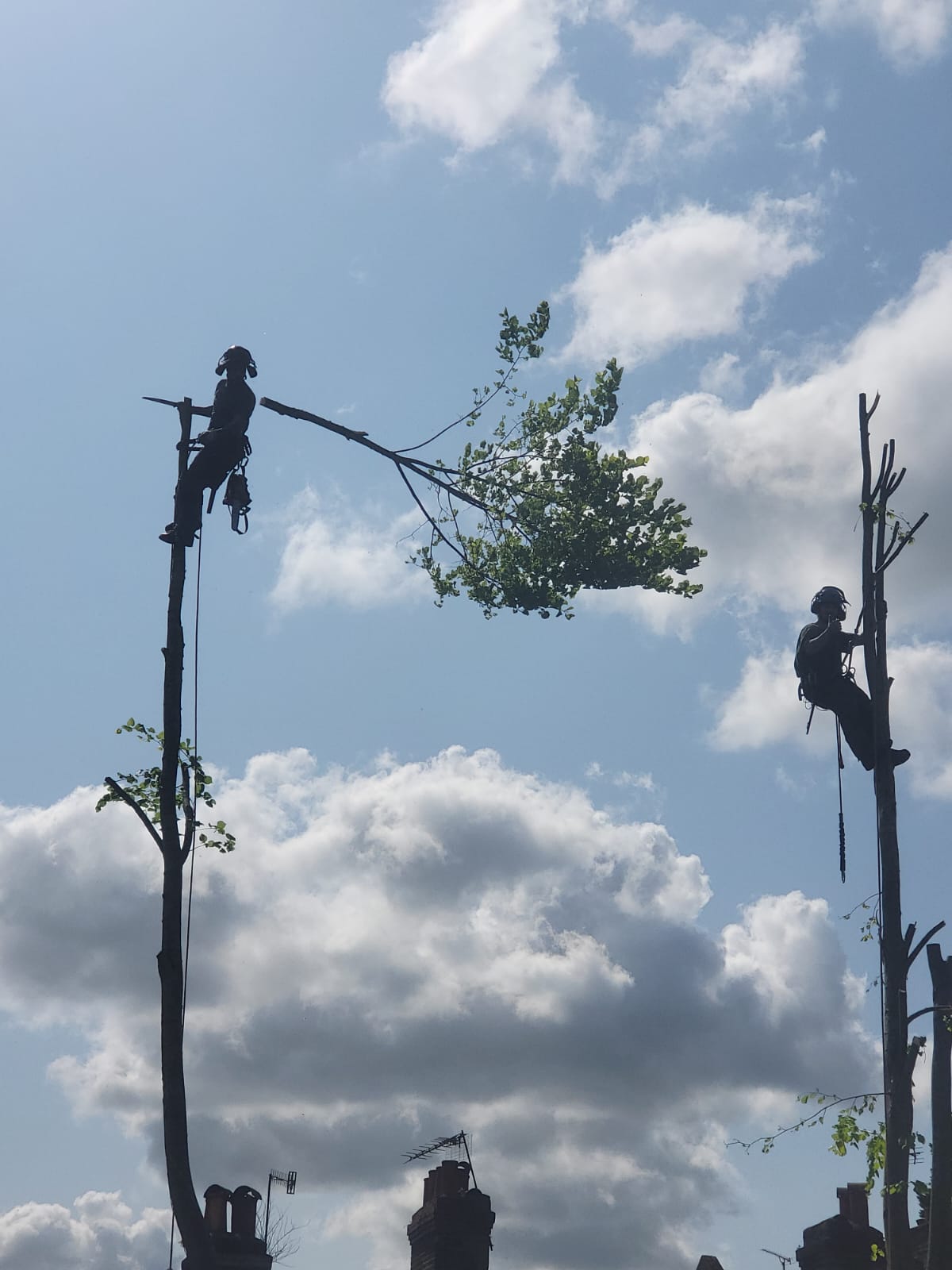 DH Tree Services Earlswood: CheckaTrade tree surgeons